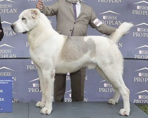 Alabai – I love the breed Central Asian Shepherd Dog!