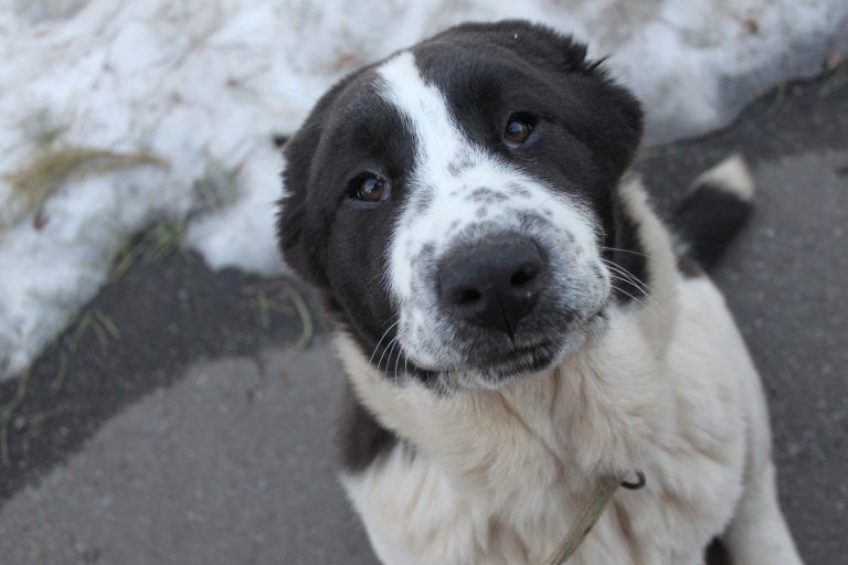 Alabai – I love the breed Central Asian Shepherd Dog!